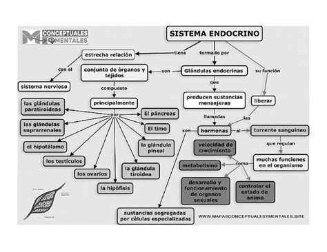 Mapa Conceptual Sobre El Sistema Endocrino Monografías Ensayos De