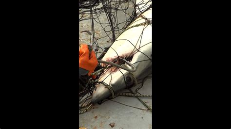 The Us Government Has Officially Banned The Deadliest Driftnets