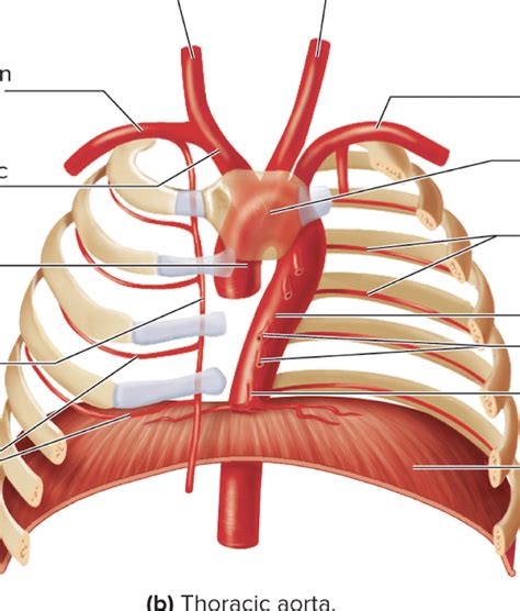 Diagram 4 Diagram Quizlet Diagram 4 Diagram Quizlet