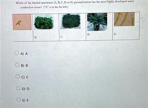 Which Of The Labeled Specimens A B C D Or E Pictured Below Has The
