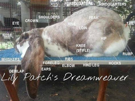 Lily Patch Farm Artofit