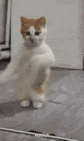 Tiktok Dance  Tiktok Dance Discover And Share S