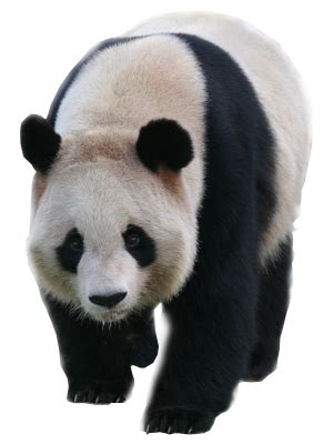 Panda Png