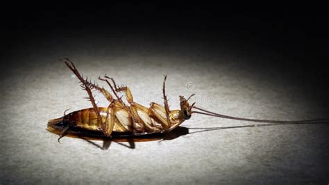 Spotlight Closeup Of A Dying Pesky Cockroach Stock Video Video Of Gross Brown 167214975