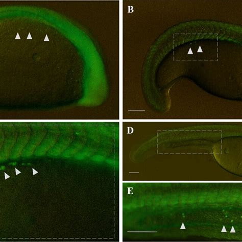 Visualization Of A Altiparanae Pgcs By Microinjection Of Gfp Pm Ddx4
