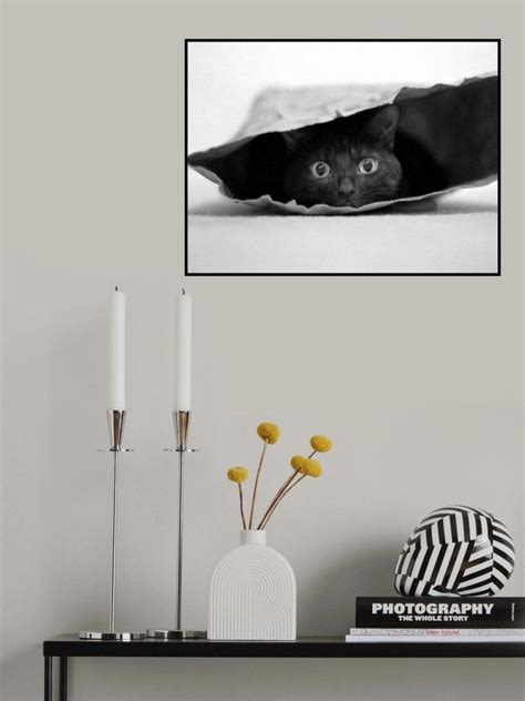 Cat In A Bag Svartvit Poster Moderna Galleriet Snygga Och Stilrena Posters Och Prints