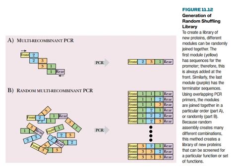 Combinatorial Protein Libraries