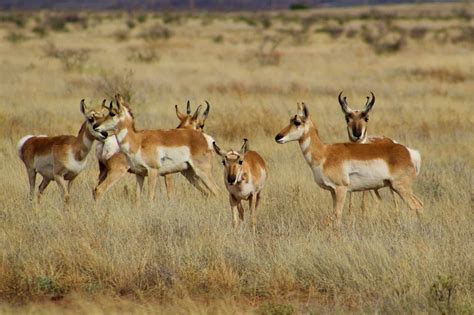 Pronghorn Population How Many Are Left In The World A Z Animals