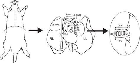 Mouse Lung Lobes