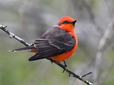 Vermilion Flycatcher Celebrate Urban Birds