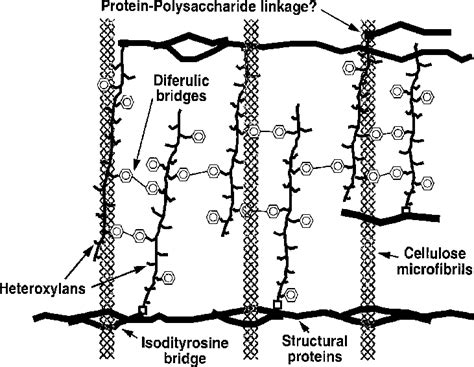 Model For Corn Fiber Cell Walls Reprinted From 121 With Permission