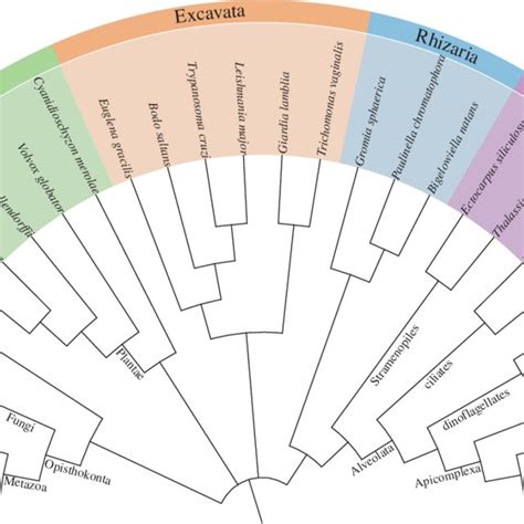 Taxonomic Arrangement Of Plasmodium And Model Organisms On The