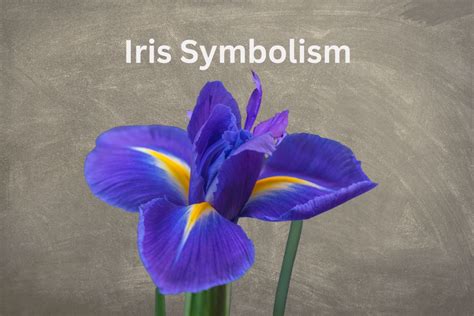 Iris Symbolism What This Flower Means Symbolscholar