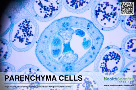 What Is Parenchyma Cells Definition Types Structure And Functions Health Benefits