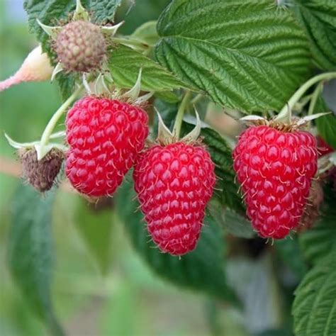 Raspberry Summer Lovers Early Hardy Early Cropping Phytophthora