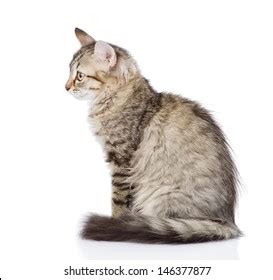 Cat Sitting Side Profile