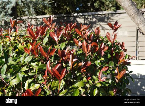 A Photinia Fraseri Red Robin Shrub With Red And Green Leaves In A Garden In Attica Greece Stock