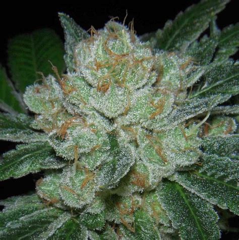 Hell Raiser Og Seed Cloud