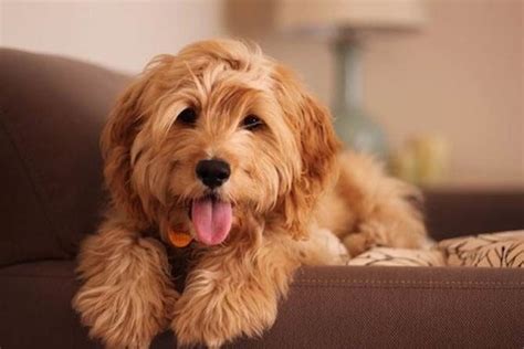 Cockapoo Spudel Dinoanimalspl