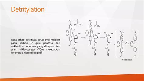Solid Phase Oligonucleotide Synthesis Pptx
