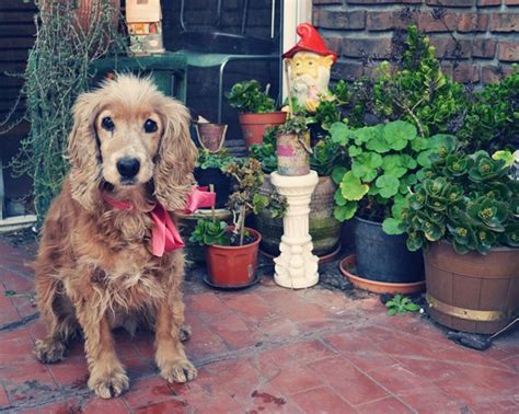 Adoptándonos Coca Adorable Perrita Cocker Dorada En Adopción