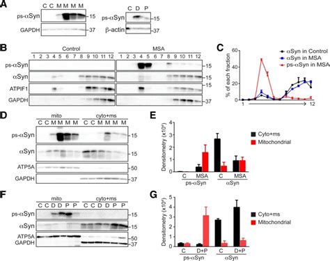 Pathogenic Alpha Synuclein Aggregates Preferentially Bind To