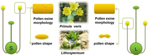 Pollen Morphological Characteristics In Distyly S Is Short For Download Scientific Diagram