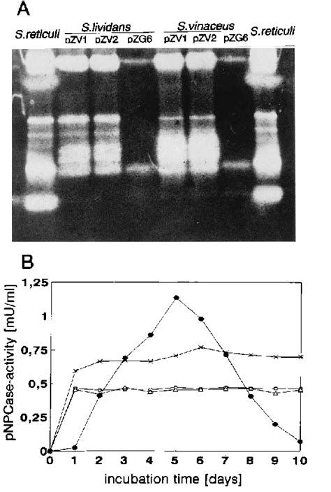 Analysis Of Cellulolytic Activities In Streptomyces Strains All