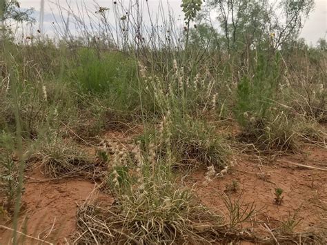 Texas Grama Search Native Plant Hub