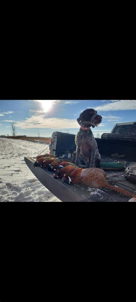 3 Year Old Trained German Wirehaired Pointer