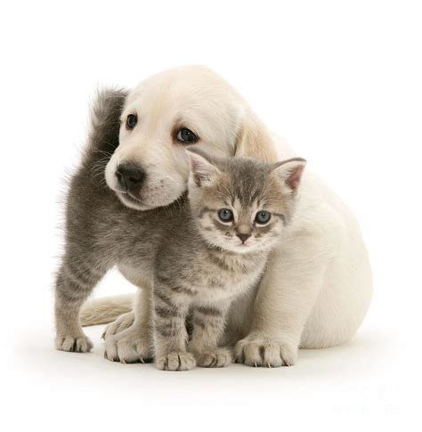 Cute Pictures Of Puppies And Kittens