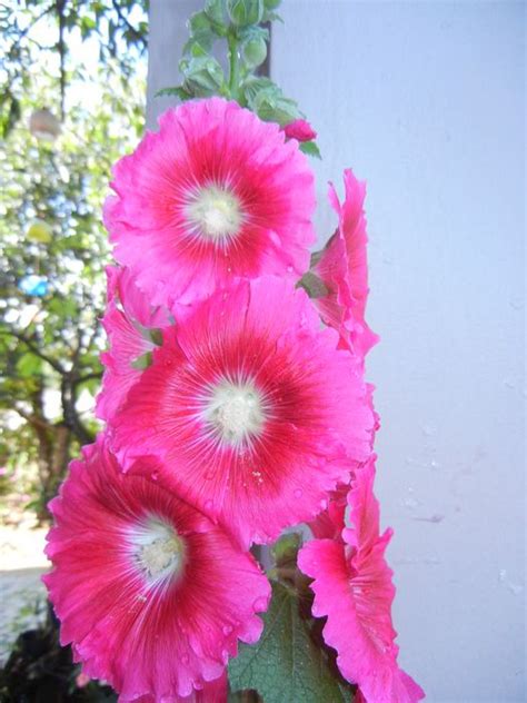Beautiful Snapshots Of Stunning Pink Mondo Grass Flowers