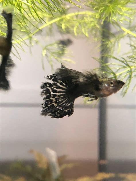 Some Help For Split Tails