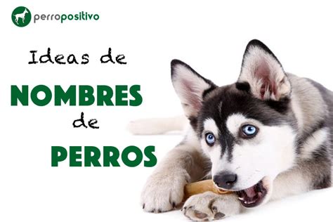 Nombres De Perros Originales Y Bonitos Para Hembras Y Machos
