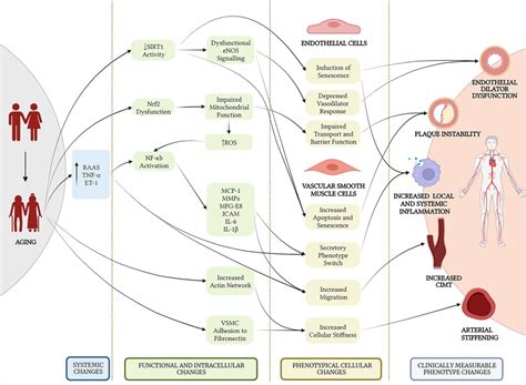 Frontiers Vascular Aging And Cardiovascular Disease Pathophysiology