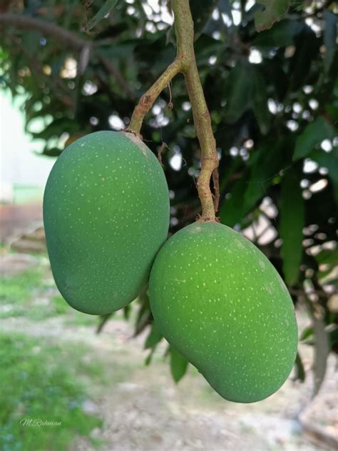 Mango 🥭🥭🥭🥭🥭 Photo Pose For Man Fruit World Poses For Men