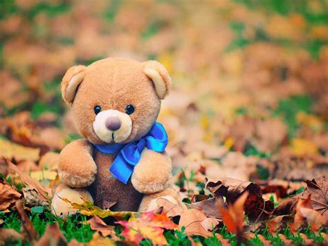 Cute Bear Wallpapers Top Free Cute Bear Backgrounds Wallpaperaccess