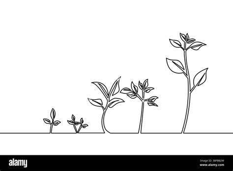 Continuous Line Drawing Of Plant Growth Stages Illustrating Development