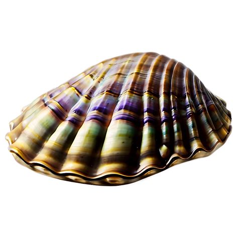 Clam Shell Png Images 100
