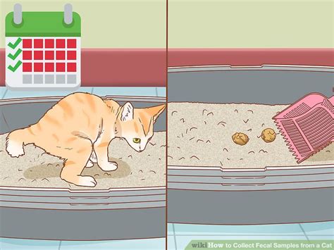 3 Ways To Collect Fecal Samples From A Cat Wikihow