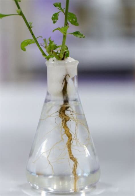 Fibrous Root Examples Discover The Names Of Plants With Fibrous Roots