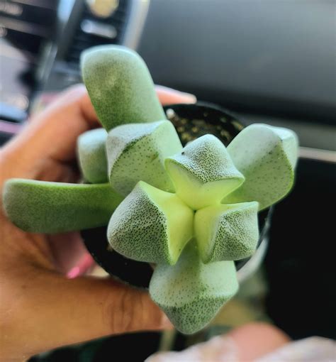 Three Way Split On This Pleiospilos Is It Common Rsucculents