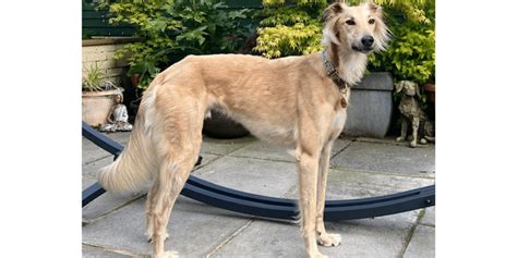 Meet Django Our New Mascot Dead Centre Tours