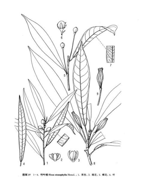 竹叶榕图册360百科