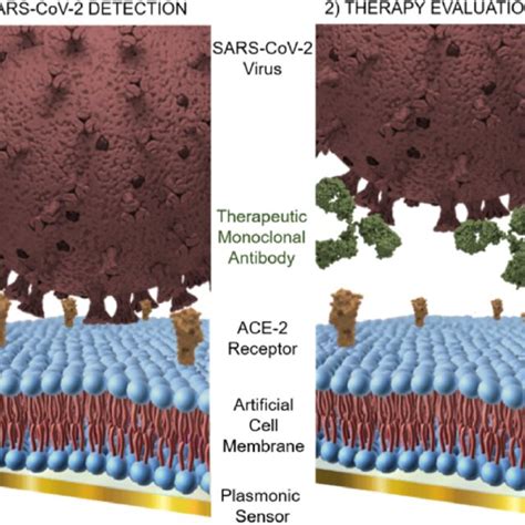 Schematic Illustration Of The Biomimetic Plasmonic Biosensor Approach
