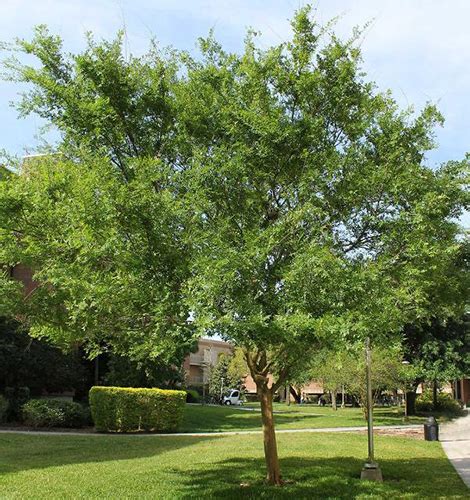 Chinese Elm Florida Friendly Landscaping™ Program University Of