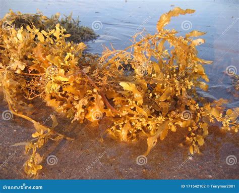 Golden Seaweed In The Sunlight At The Nightcliff Beach Darwin Nt