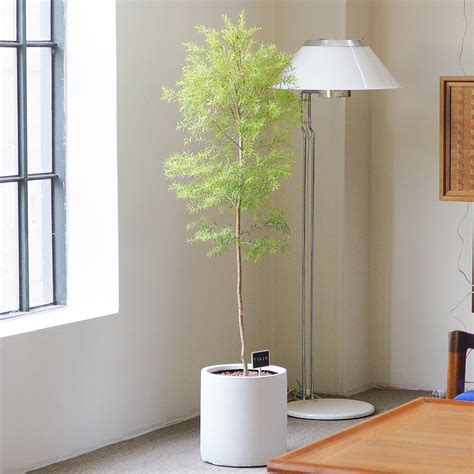 한가족농원 골드티트리 나무 실내 베란다 화초 키우기 향기로운 허브나무 식물 인테리어 위시버킷