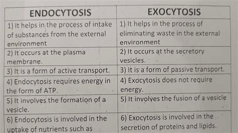 Exocytosis And Endocytosis