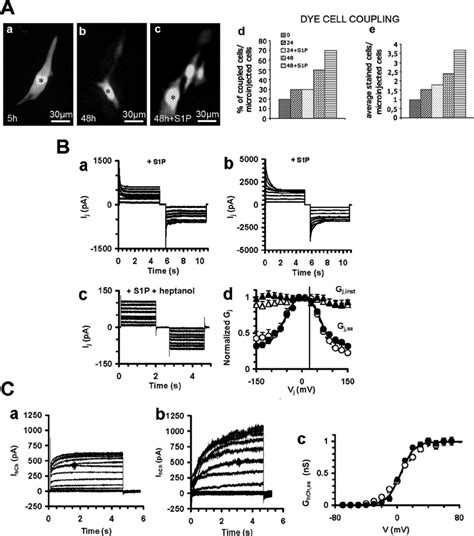 Effect Of S1p On Gap Junctional Intercellular Communication A Download Scientific Diagram